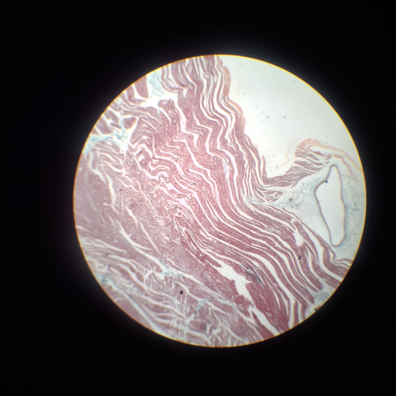 Cardio Histology Atlas | Microscopic Images | Histovoid