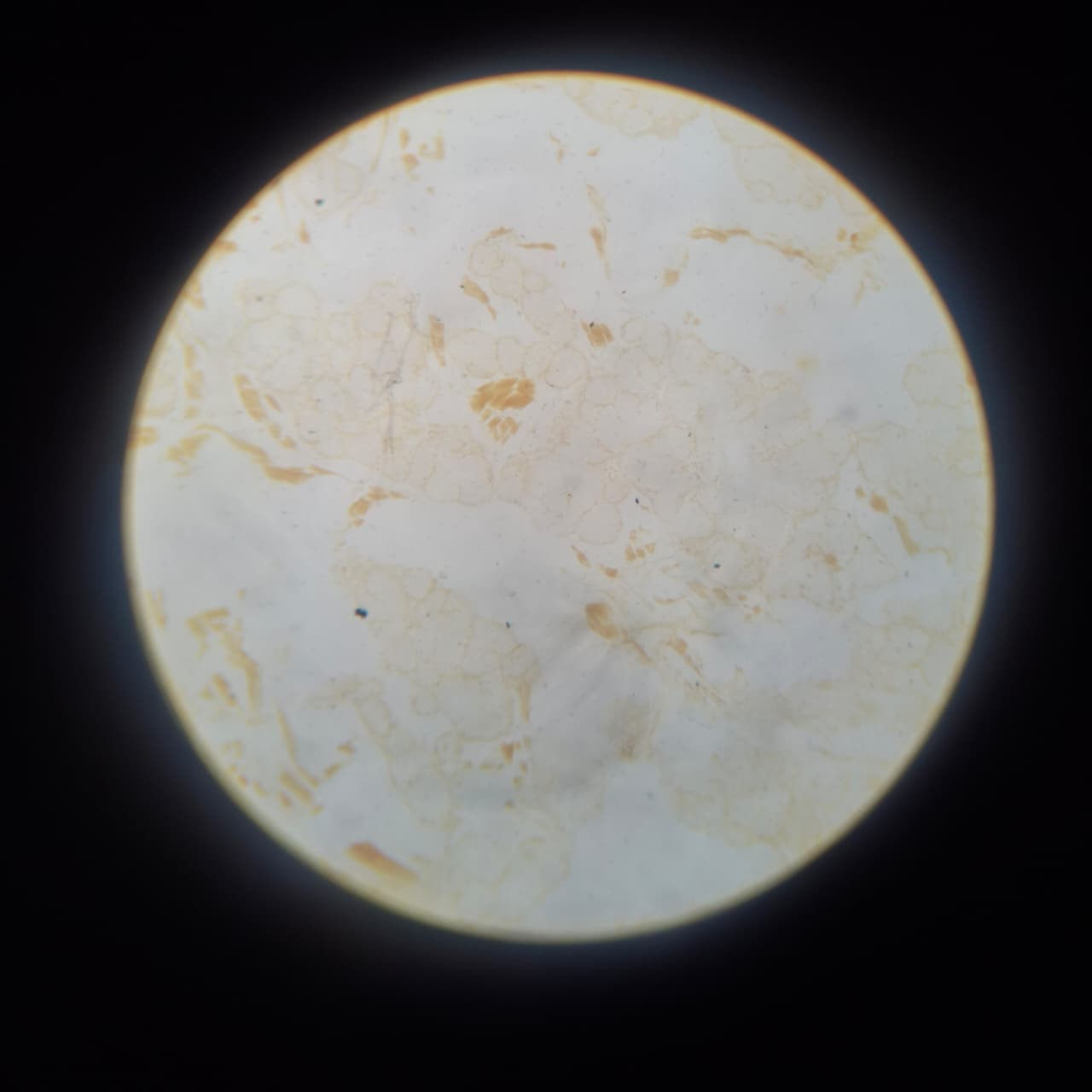 Bone Histology Atlas | Microscopic Images | Histovoid