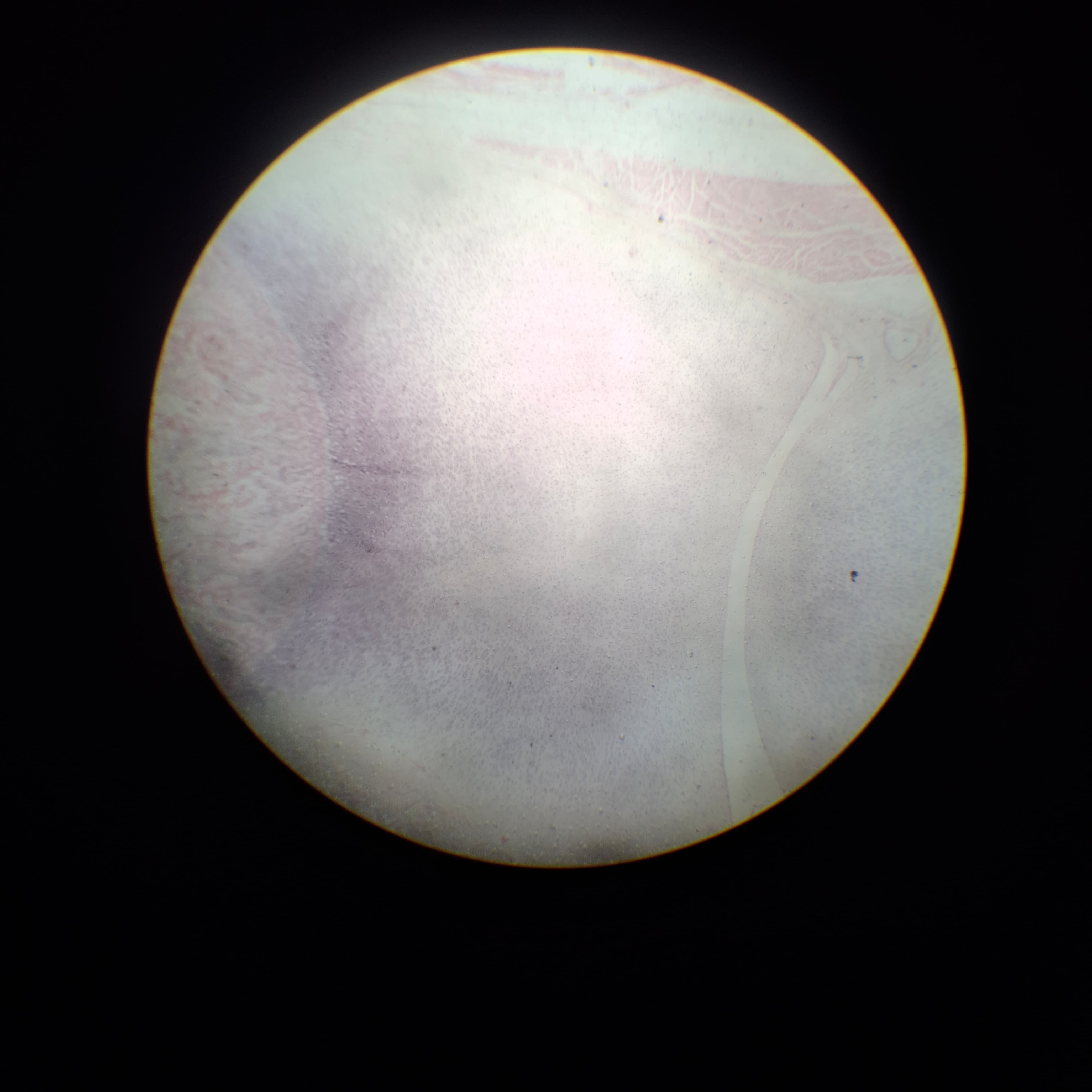 Cartilage Histology Atlas | Microscopic Images | Histovoid