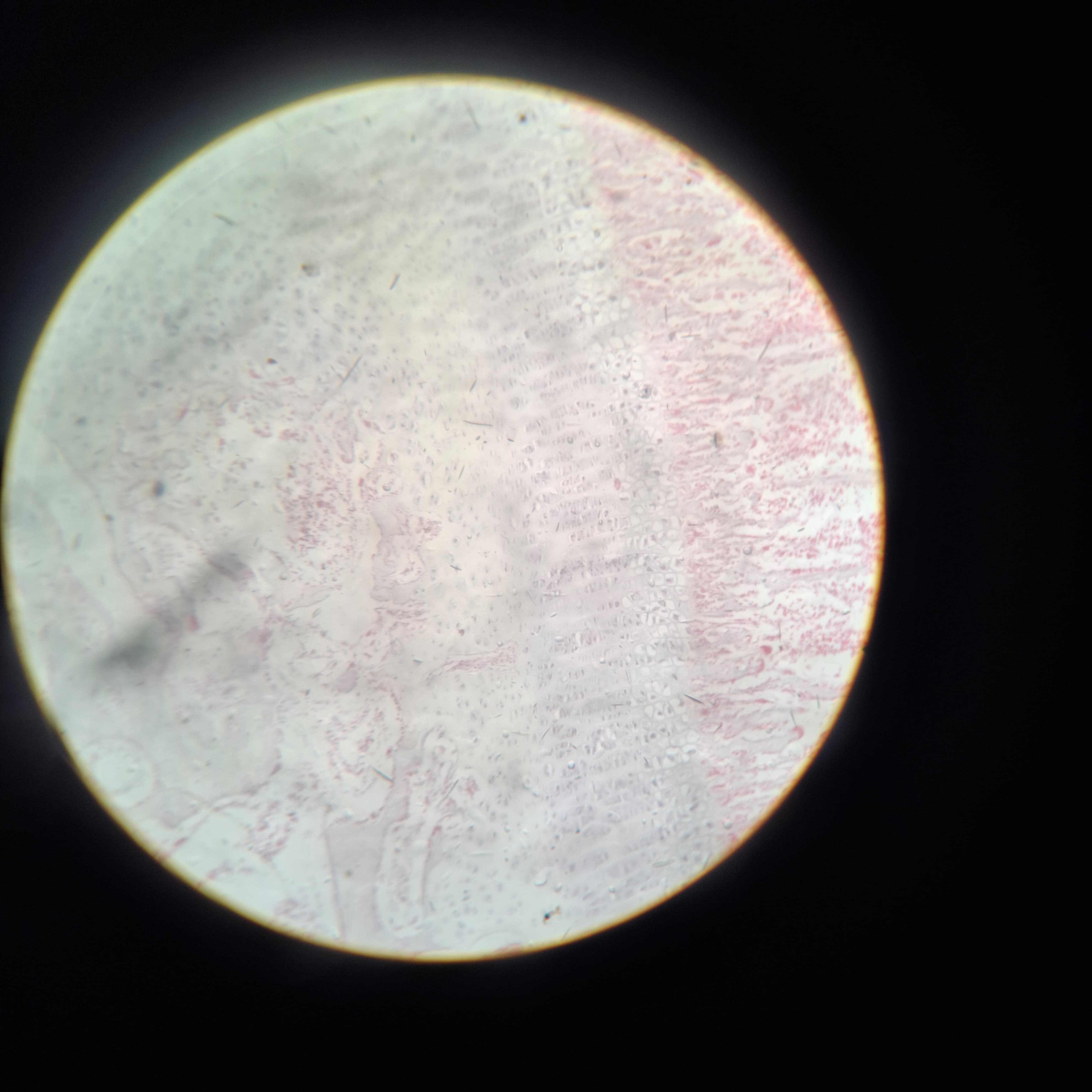 Cartilage Histology Atlas | Microscopic Images | Histovoid