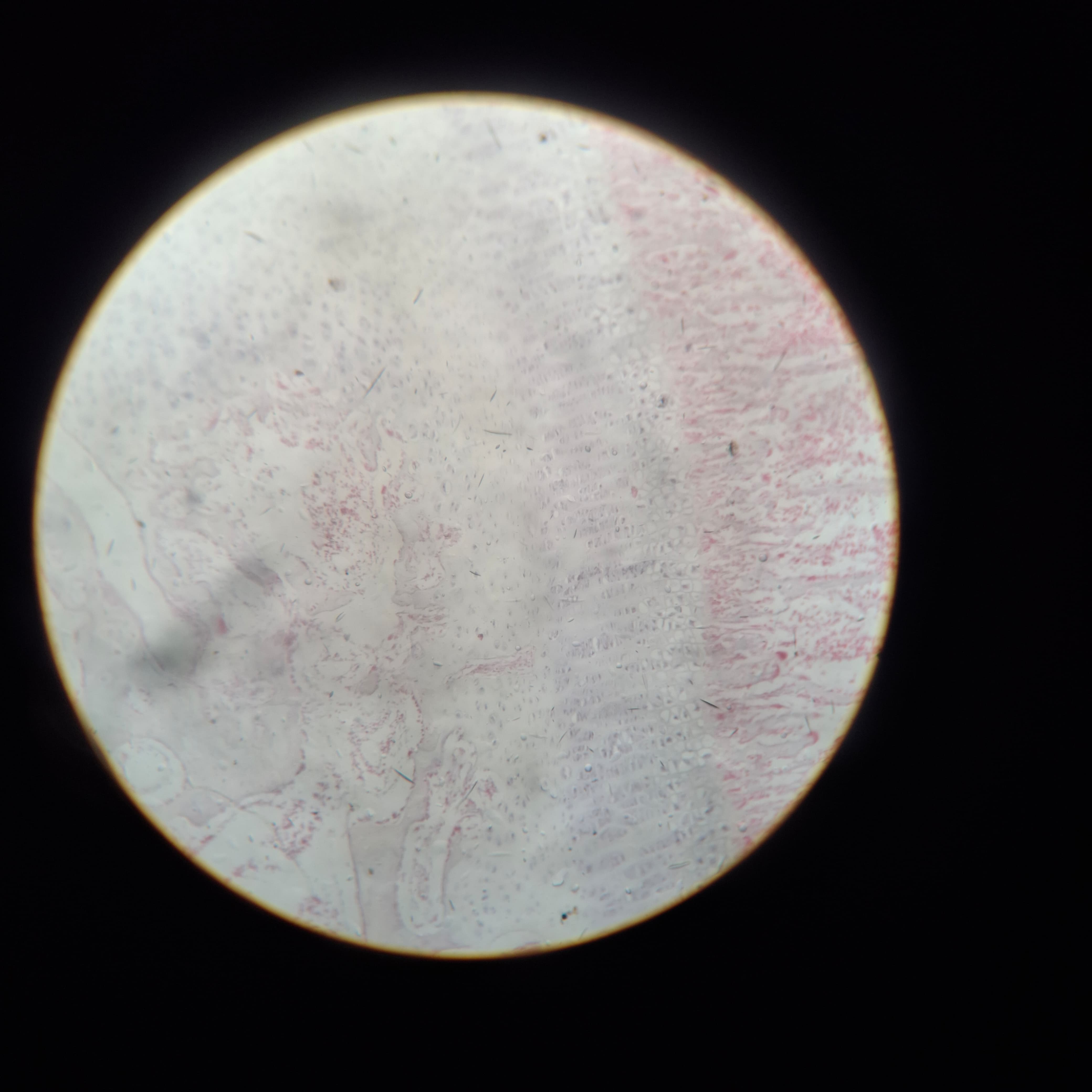 Cartilage Histology Atlas | Microscopic Images | Histovoid