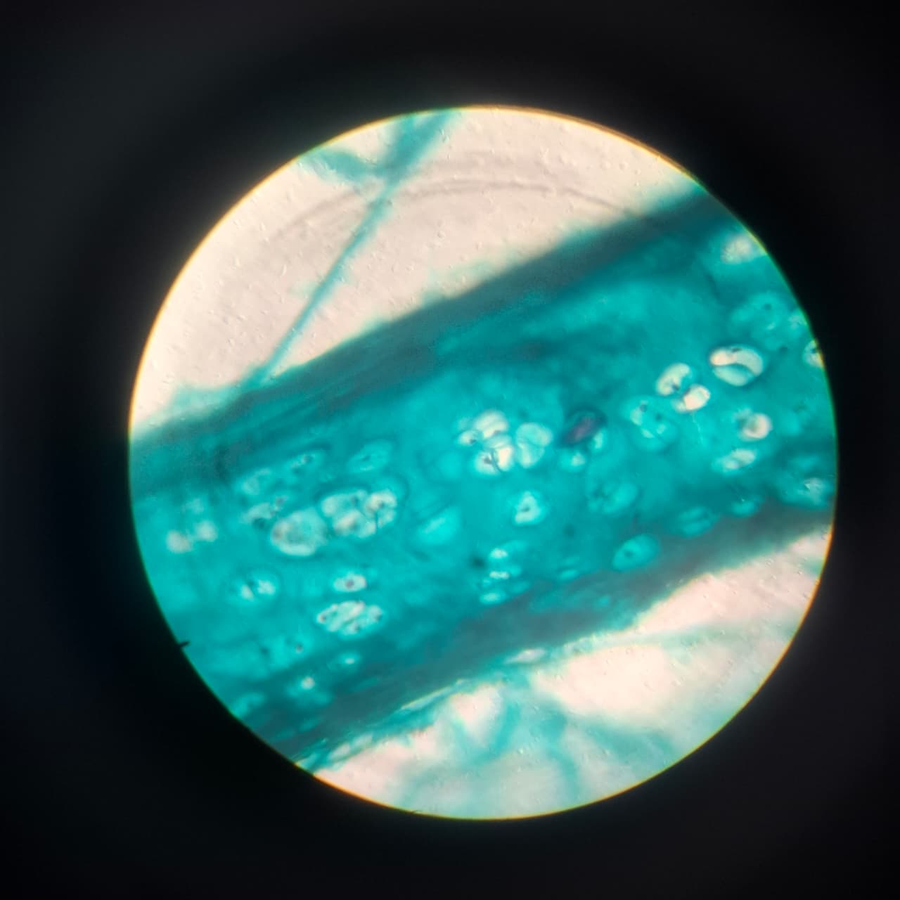 Cartilage Histology Atlas | Microscopic Images | Histovoid