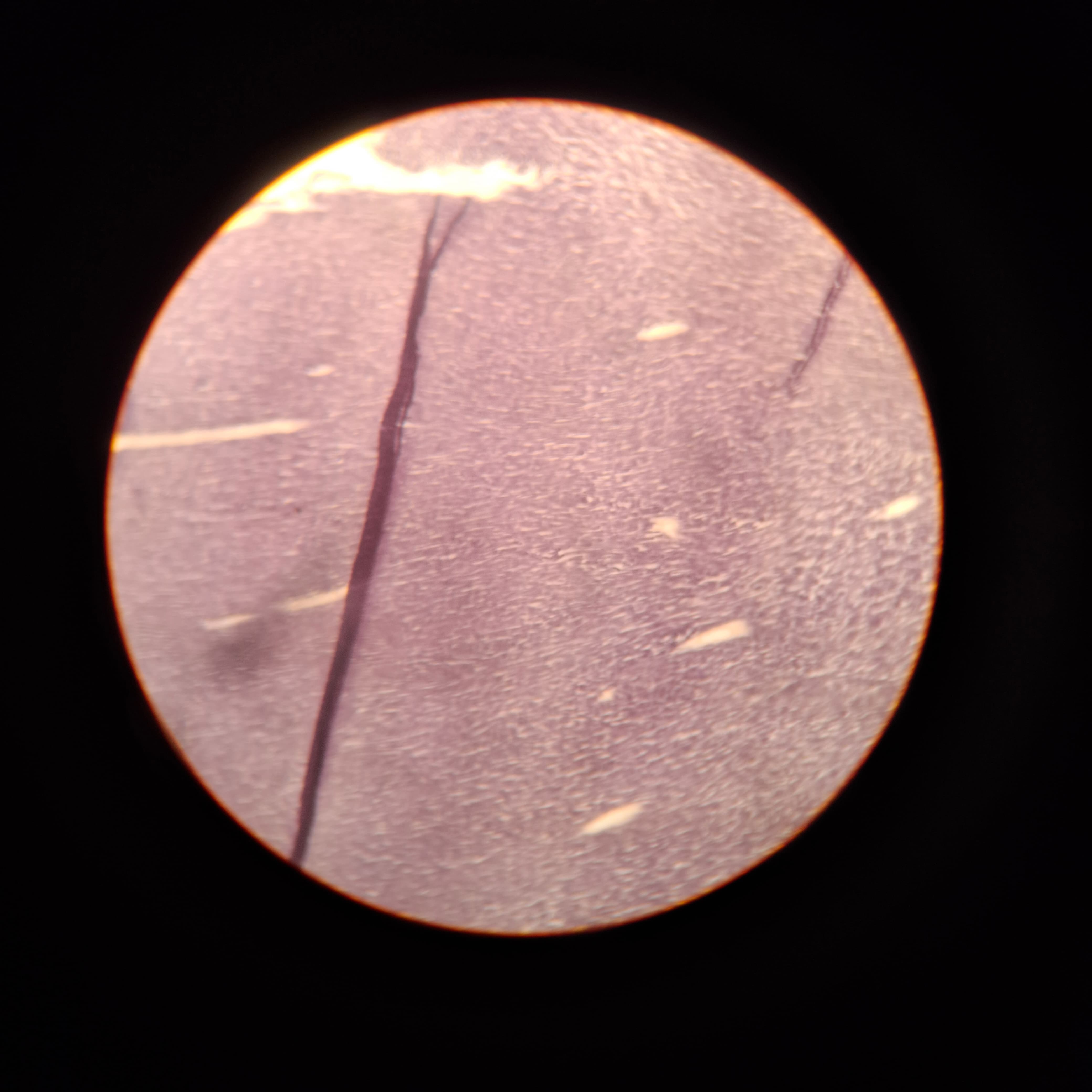 Connective Histology Atlas | Microscopic Images | Histovoid