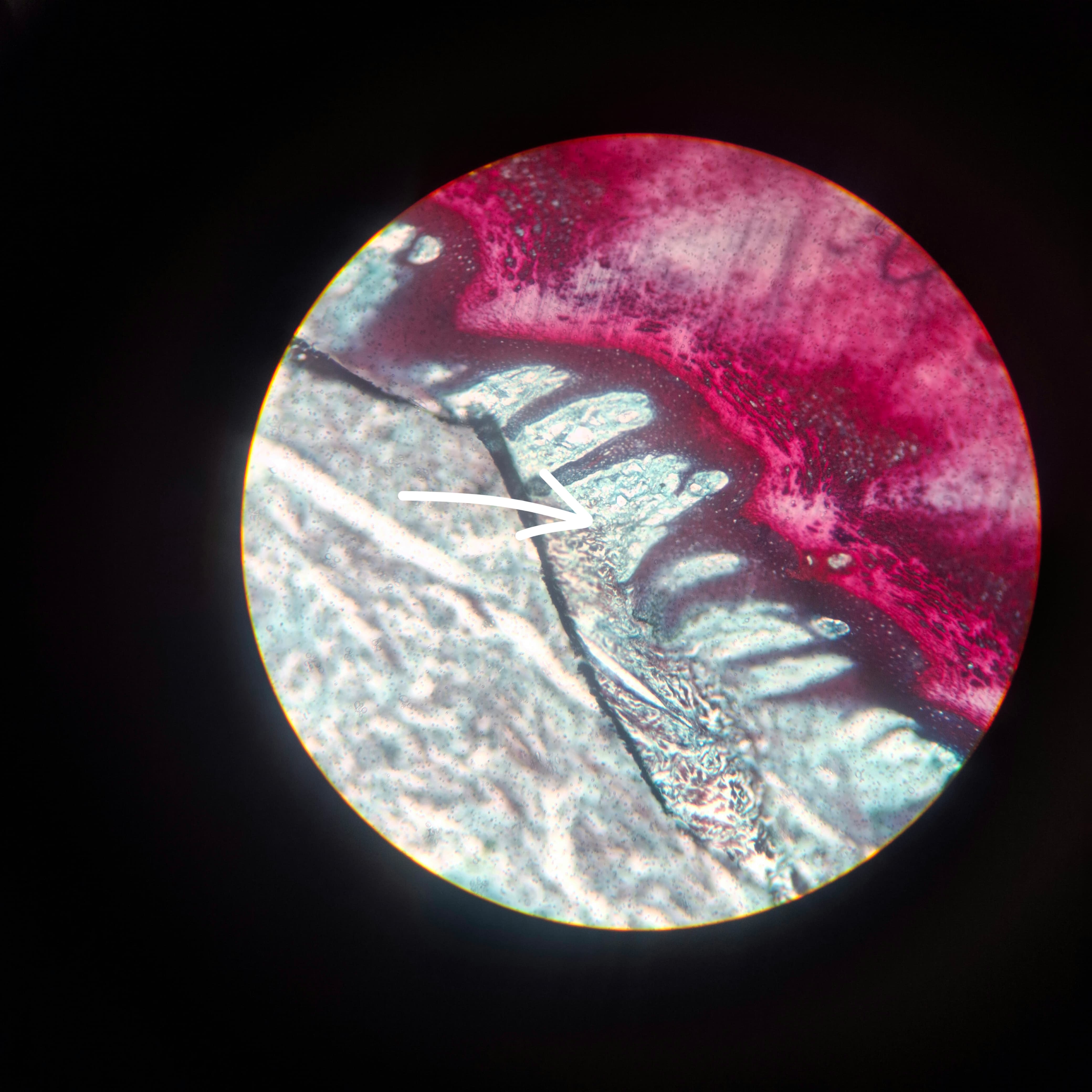 Connective Histology Atlas | Microscopic Images | Histovoid