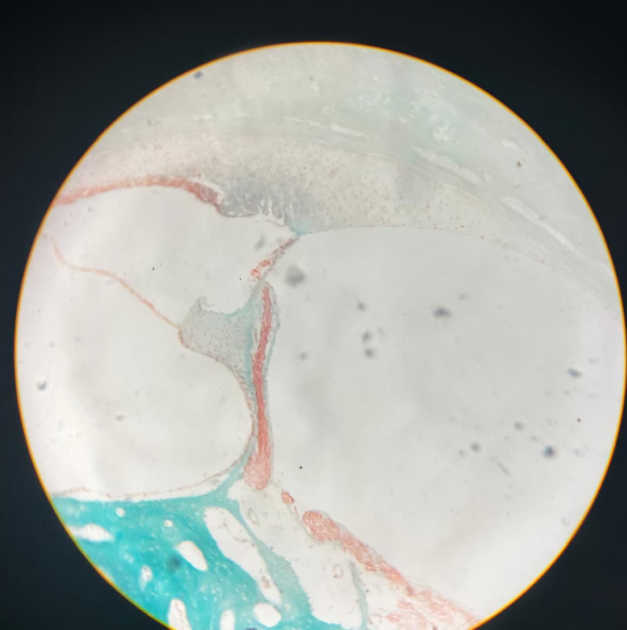 Ear Histology Atlas | Microscopic Images | Histovoid