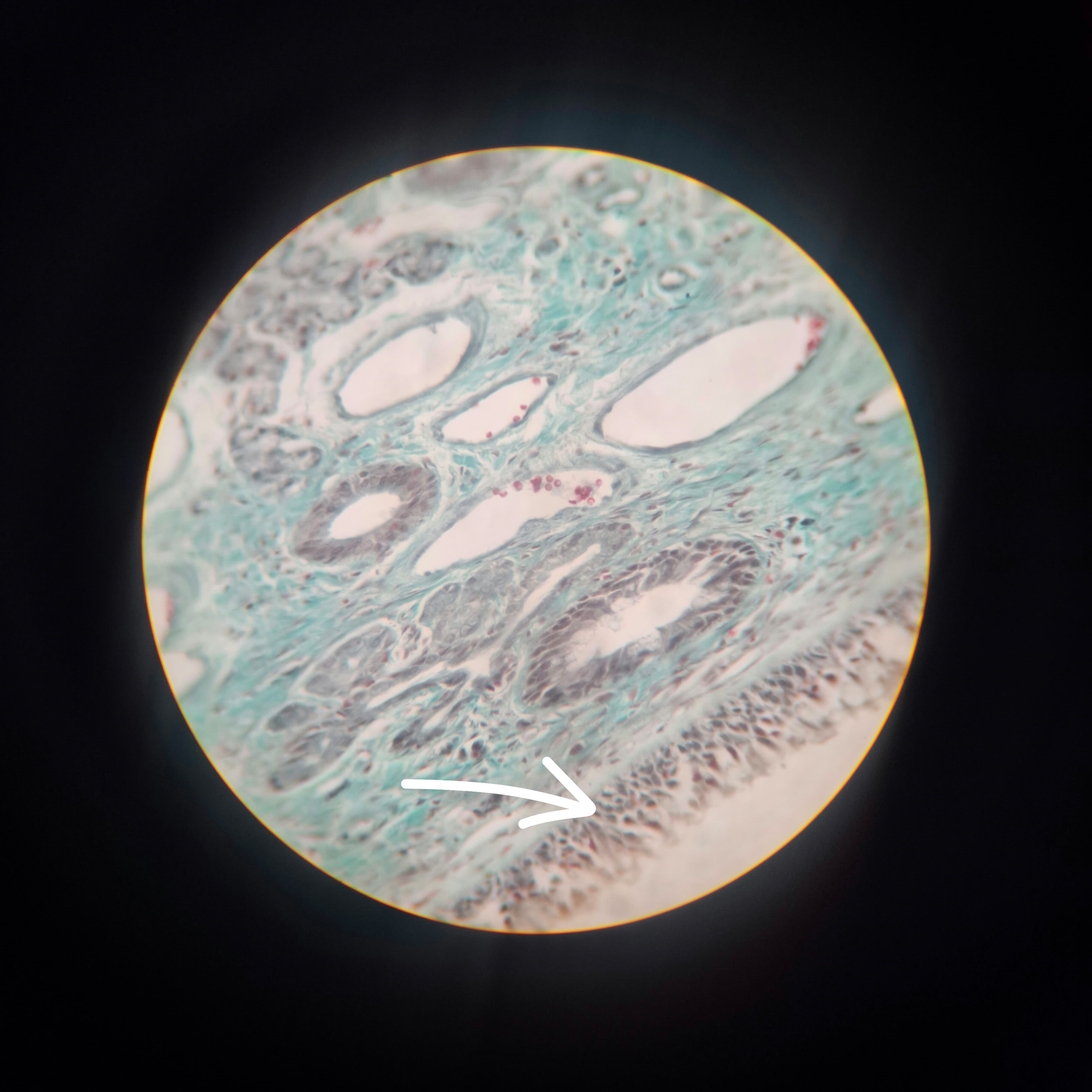 Epithelium Histology Atlas | Microscopic Images | Histovoid