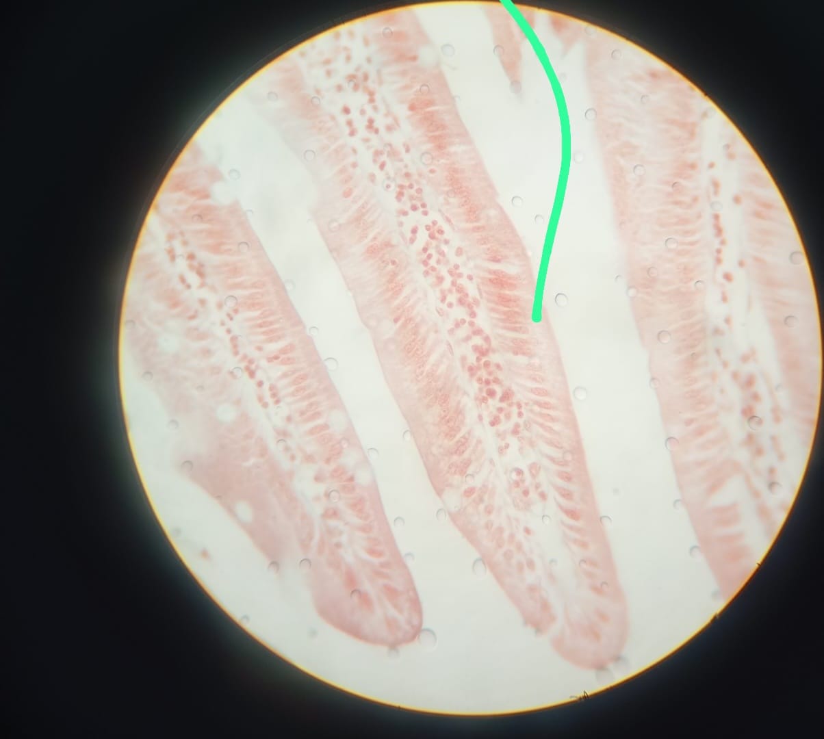 Epithelium Histology Atlas | Microscopic Images | Histovoid