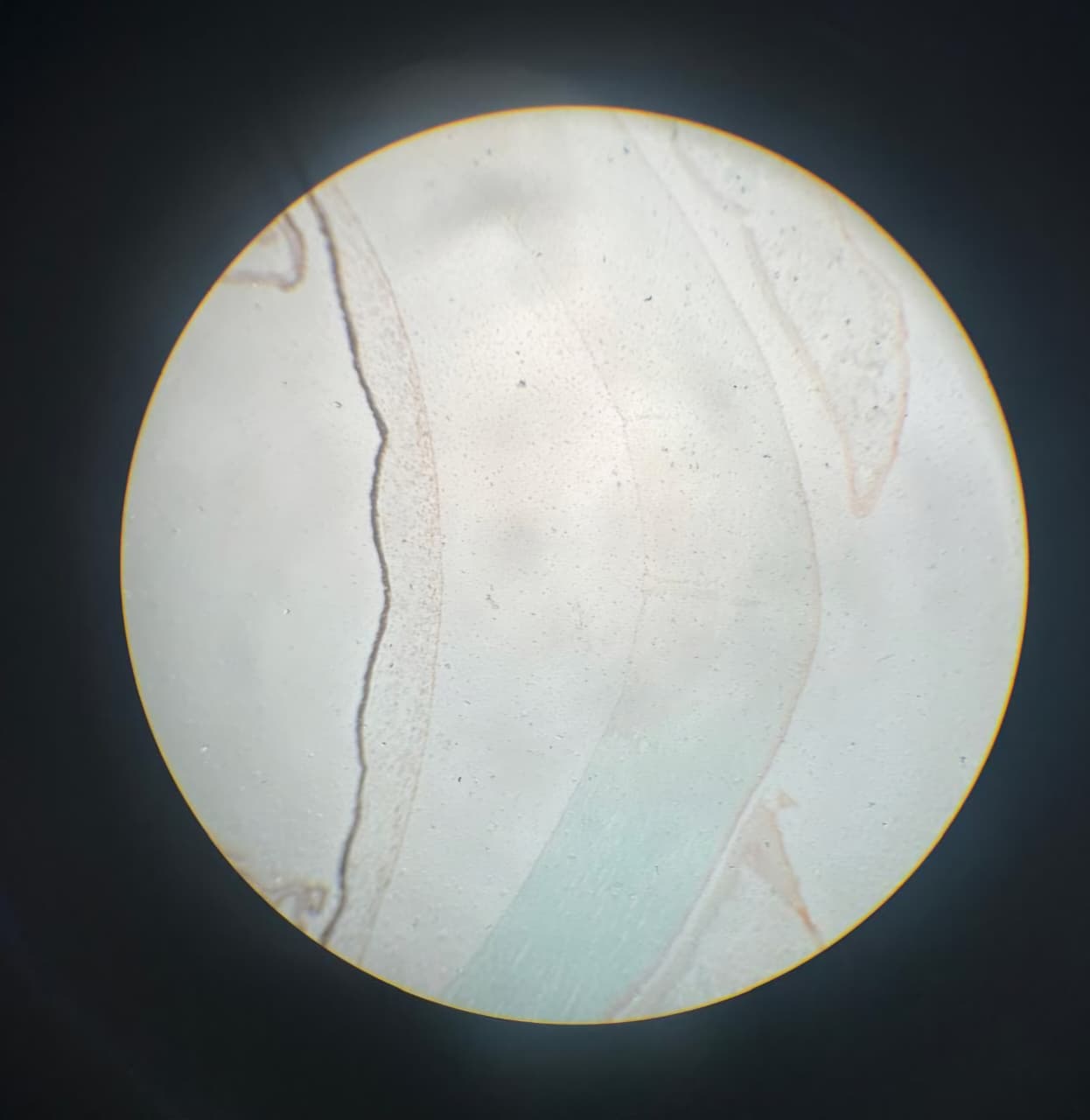 Eye Histology Atlas | Microscopic Images | Histovoid
