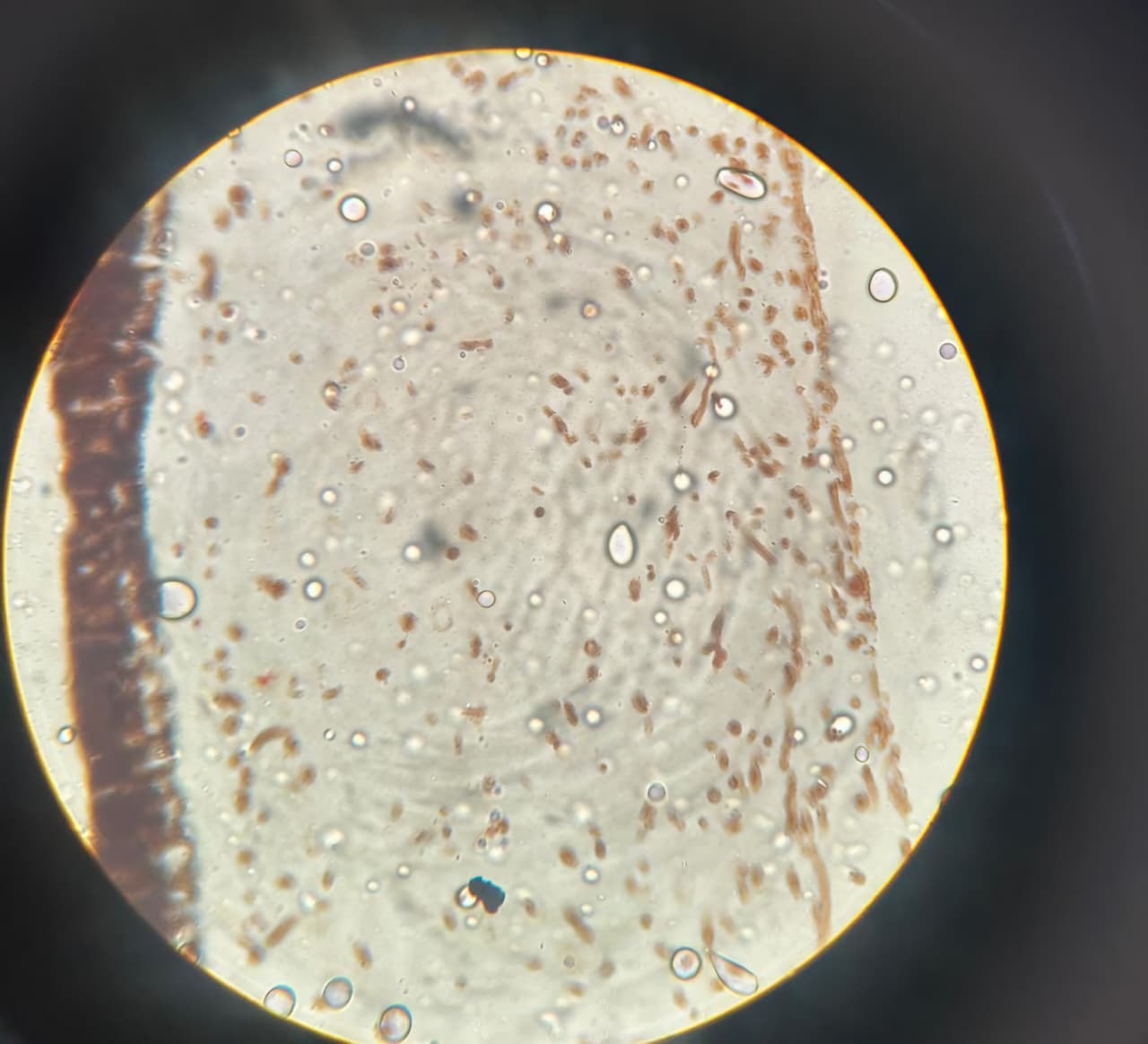 Eye Histology Atlas | Microscopic Images | Histovoid