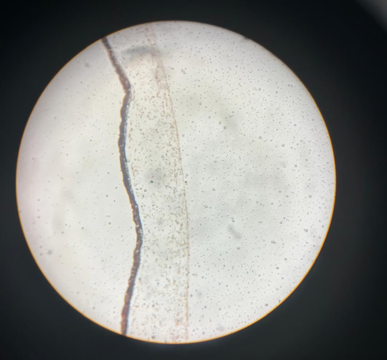 Eye Histology Atlas | Microscopic Images | Histovoid