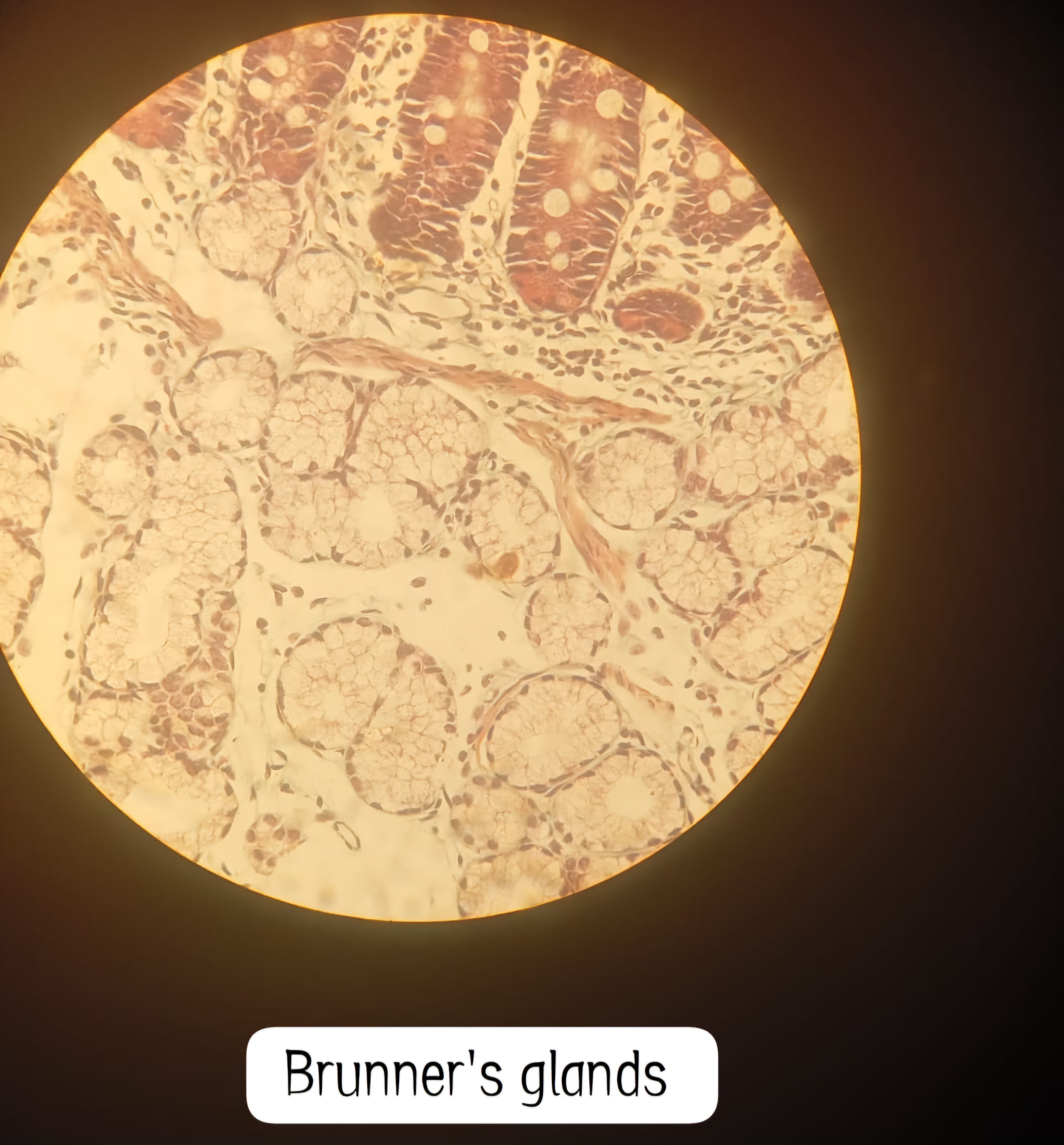 Git Histology Atlas | Microscopic Images | Histovoid