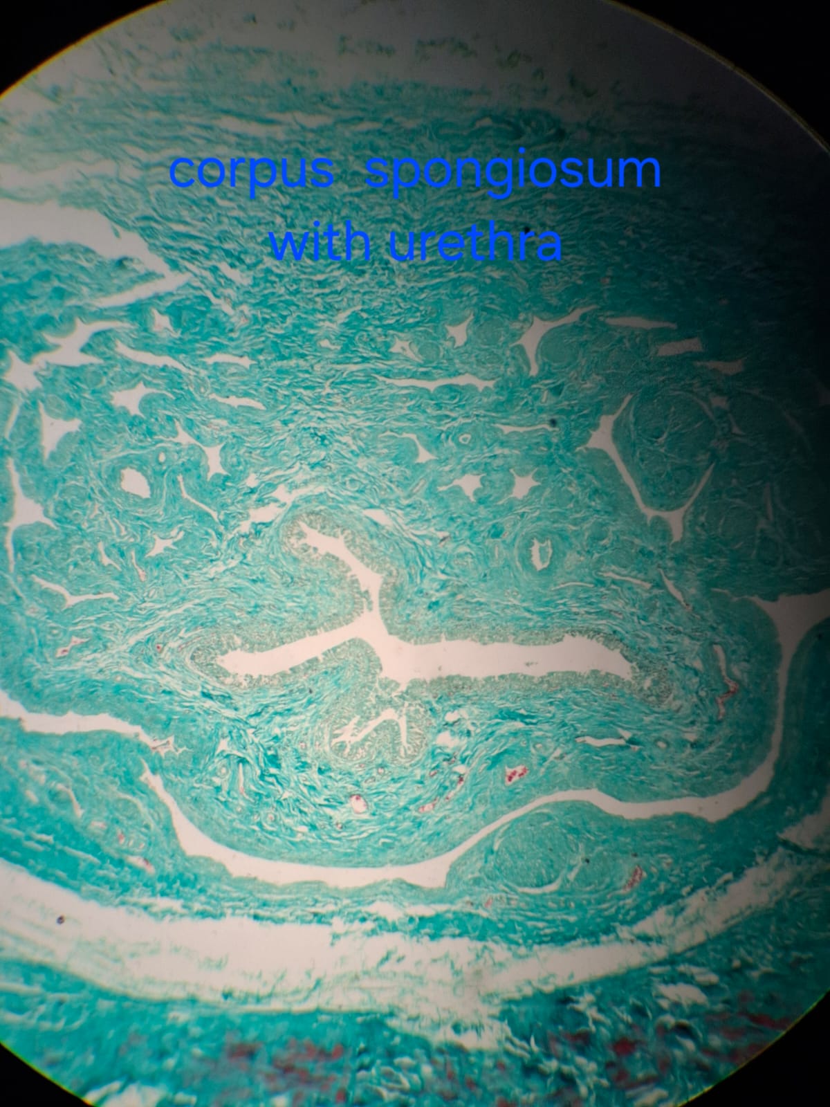 Reproductive Histology Atlas | Microscopic Images | Histovoid