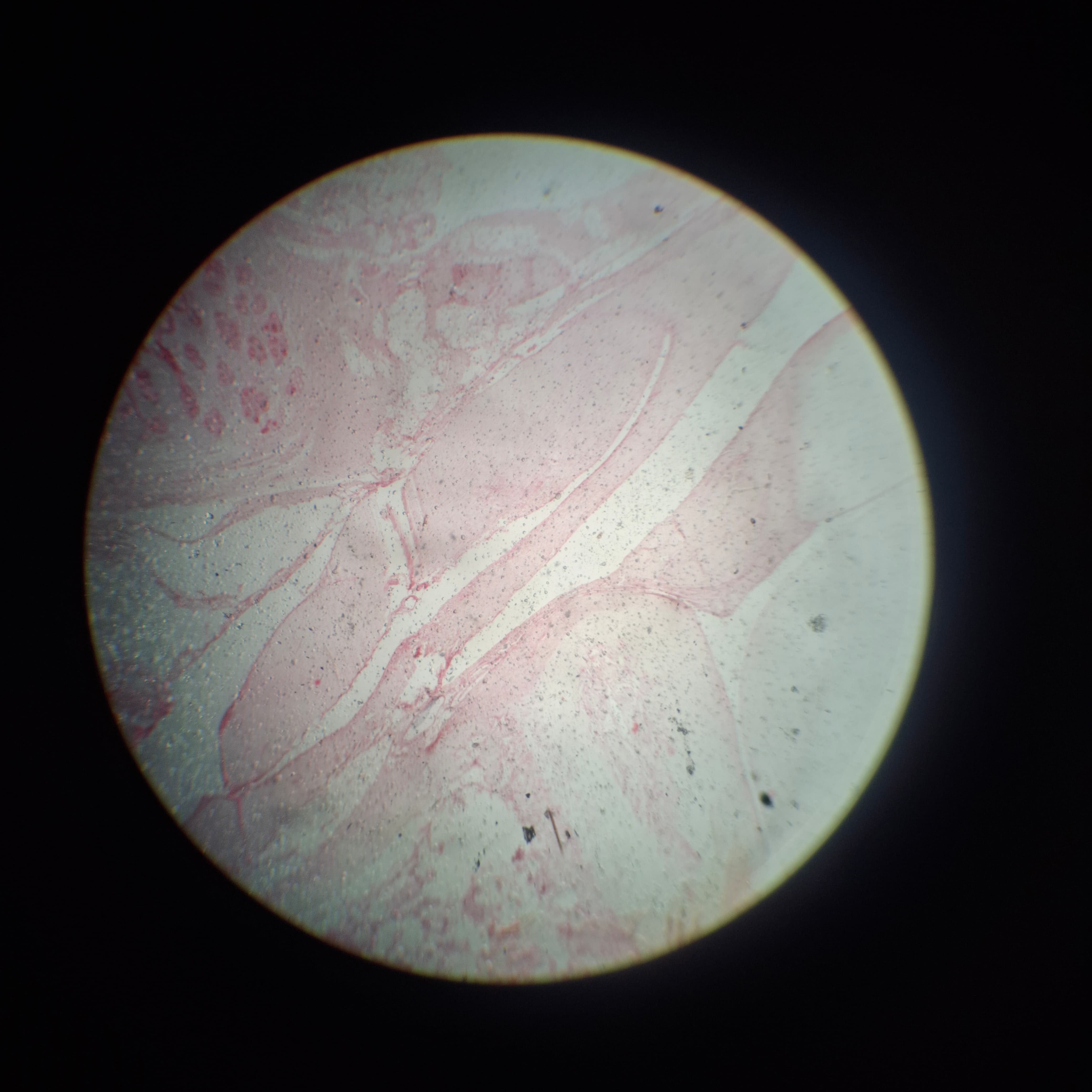 Skin Histology Atlas | Microscopic Images | Histovoid