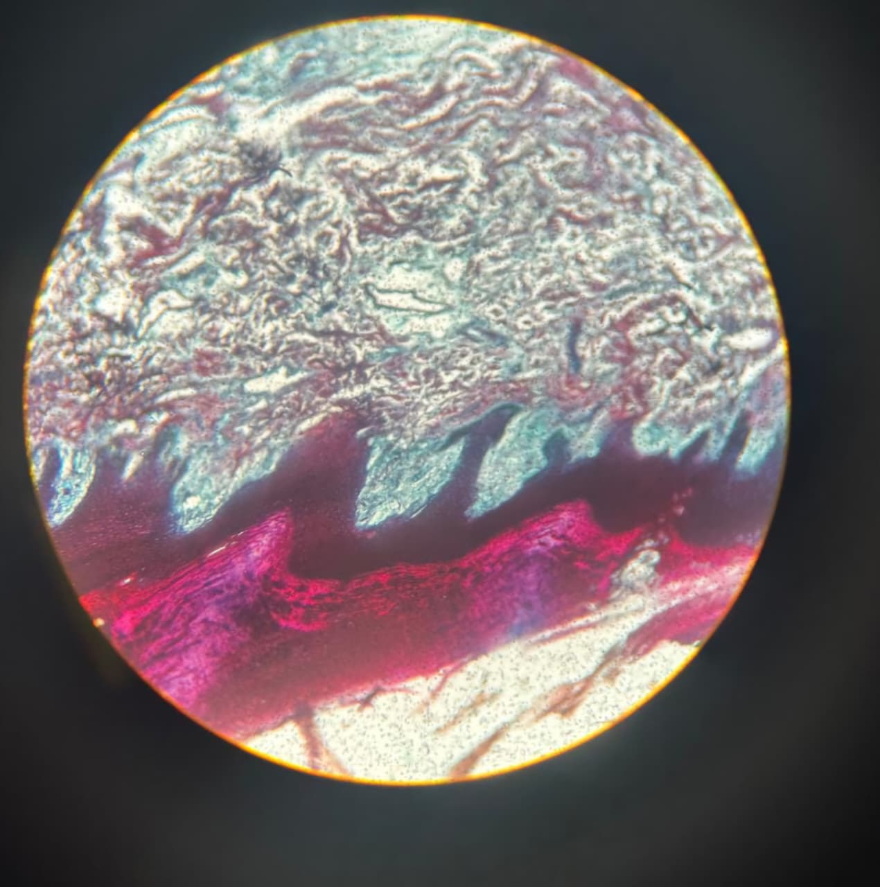 Skin Histology Atlas | Microscopic Images | Histovoid